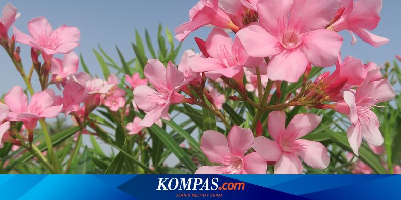 Ternyata, 10 Bunga yang Cantik Ini Beracun