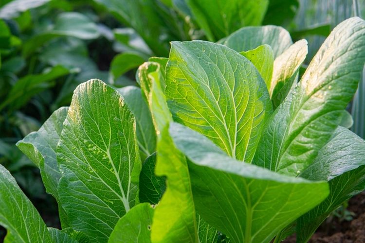 Cara Mengatasi Hama dan Penyakit pada Tanaman Sawi