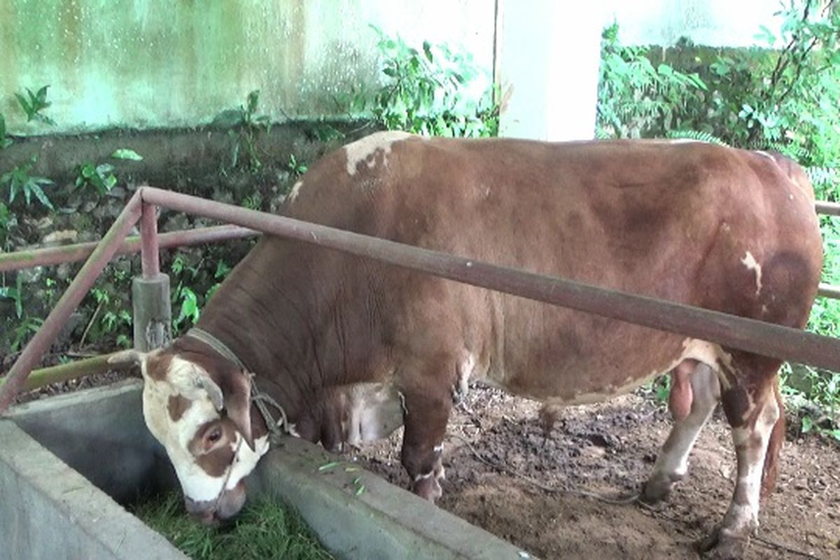 Sapi Kurban Presiden Prabowo Tiba di Palopo, Akan Dibagikan ke 400 ...