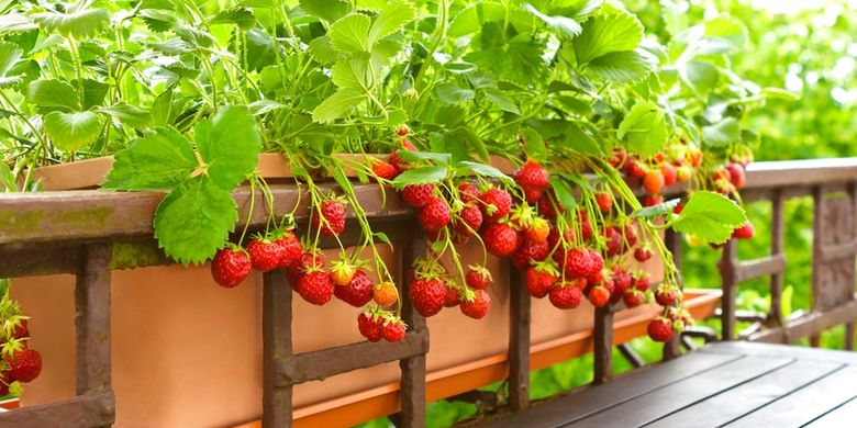 6 Tips Menanam Stroberi di Daerah Panas