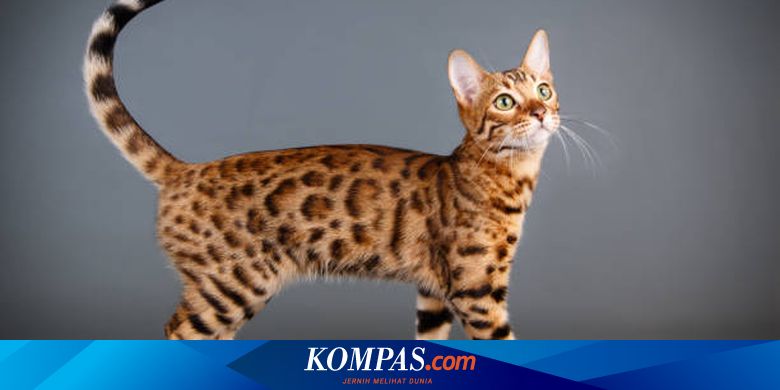 6 Rekomendasi Ras Kucing Hybrid yang Cocok untuk Dipelihara
