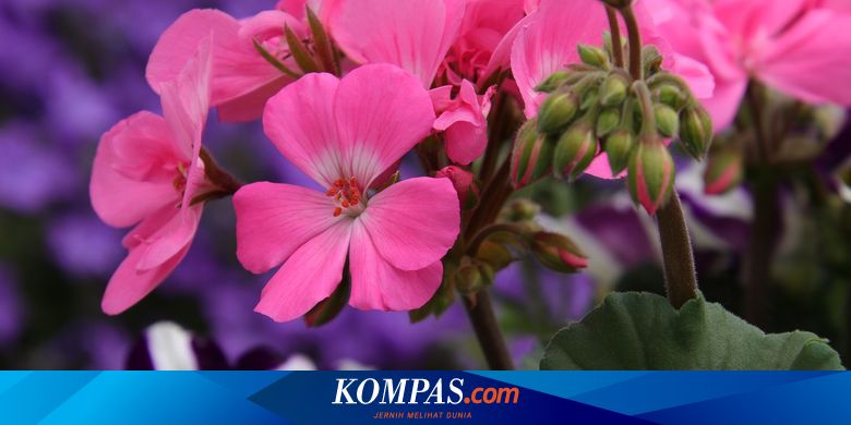 5 Manfaat Bunga Geranium Selain untuk Mengusir Nyamuk