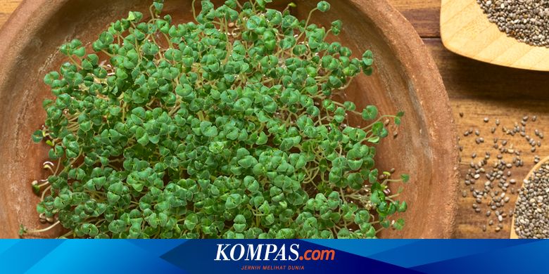 Cara Menanam Chia Seed di Pot, Sumber Makanan Nutrisi Tinggi