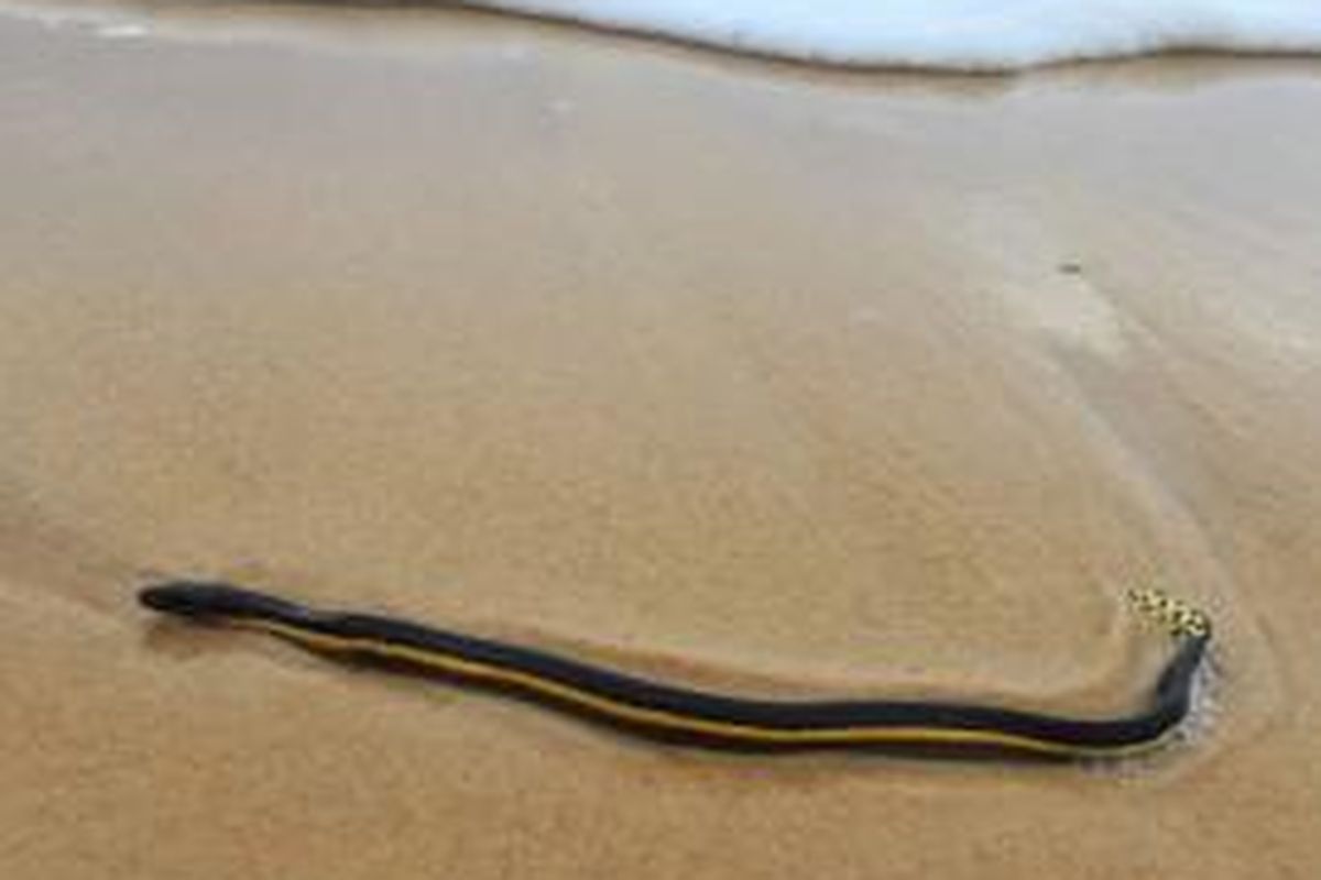 Ular Perut Kuning yang Sangat Berbisa Terdampar di Pantai Australia