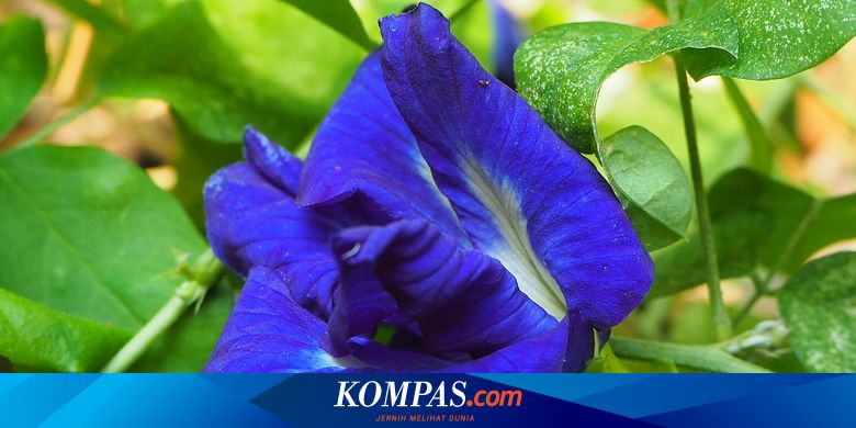 6 Jenis Bunga Khas Indonesia yang Bisa Dimakan dan Kaya Manfaat