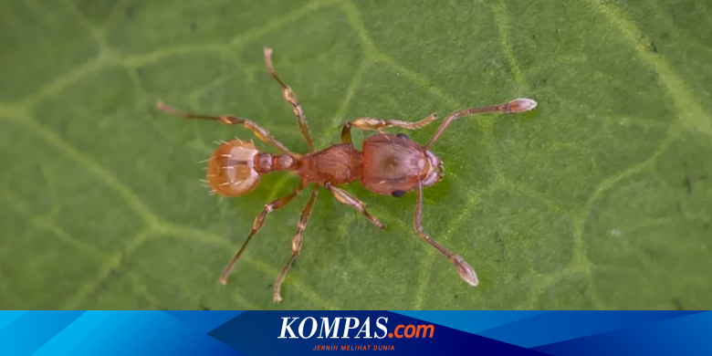 Jutaan Semut Api Invasi Hawaii, Apa Penyebabnya?