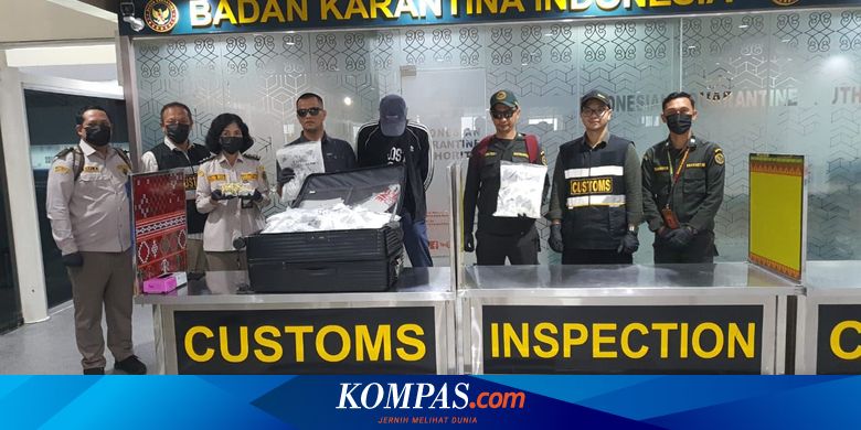 Ribuan Ekor Kupu-kupu Gagal Dikirim ke Vietnam, Pemilik Masih Diperiksa