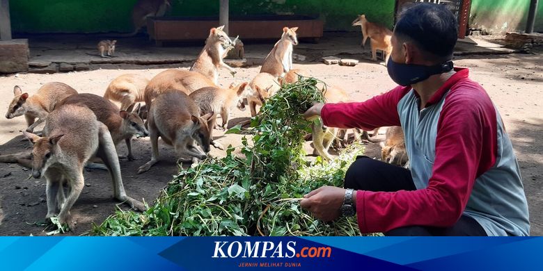 Ditutup karena Wabah, Satwa Koleksi Taman Satwa di Solo Dianggap Jadi ...