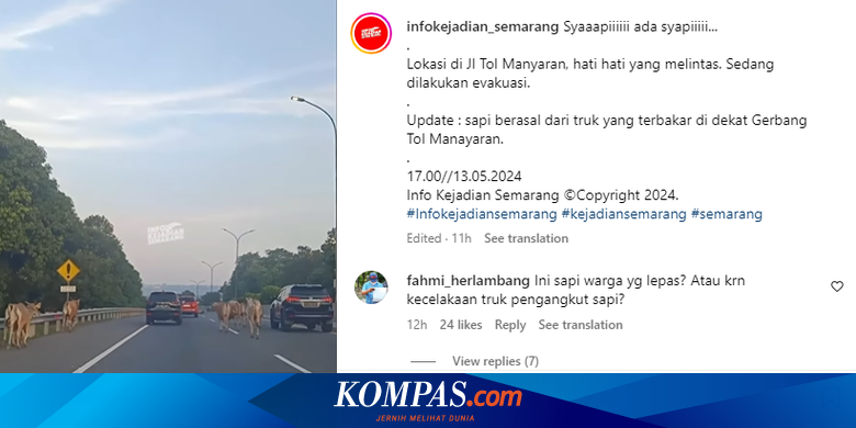 Video Viral, Sapi Lepas di Gerbang Tol Manyaran Semarang