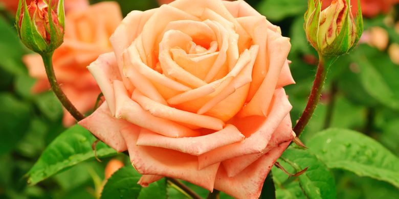 Simak, Cara Menanam Bunga Mawar dari Batang