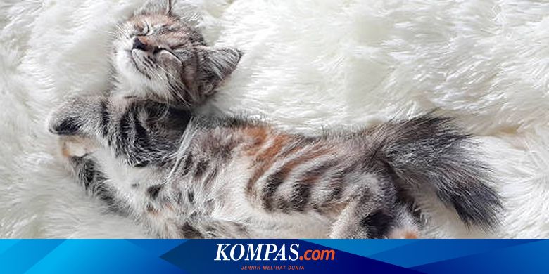 Mengapa Kucing Memiliki "Kantong" di Perutnya?