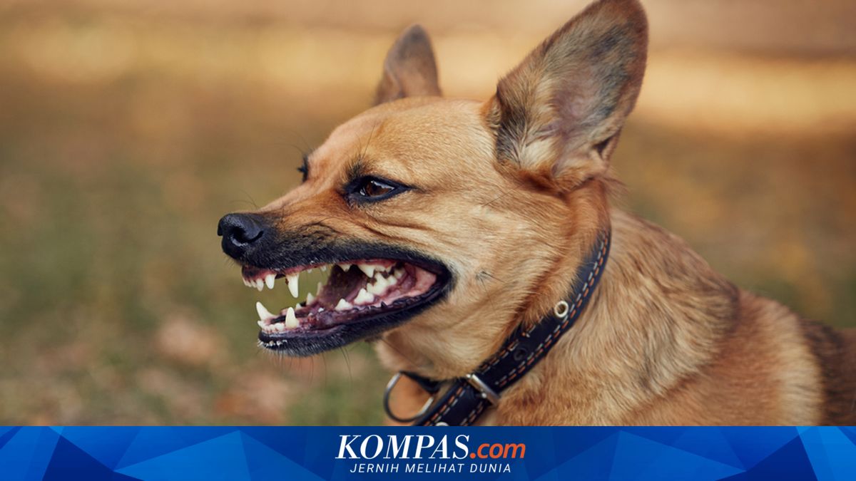 Cara Mengusir Anjing Liar dari Sekitar Rumah, Bisa Cegah Risiko Rabies