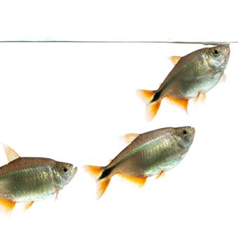 Mengenal Ikan Tetra Buenos Aires yang Bisa Hidup dengan Ragam Kondisi