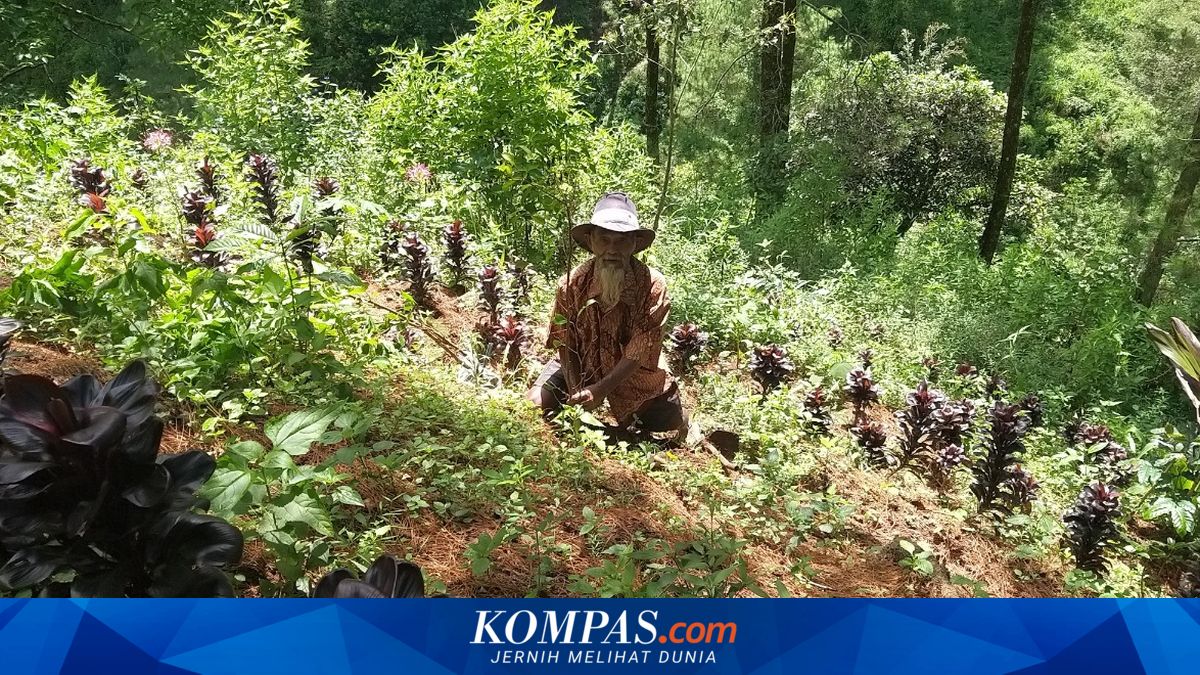 Cerita Inspiratif Mbah Sadiman, Peraih Kalpataru Asal Wonogiri (2 ...