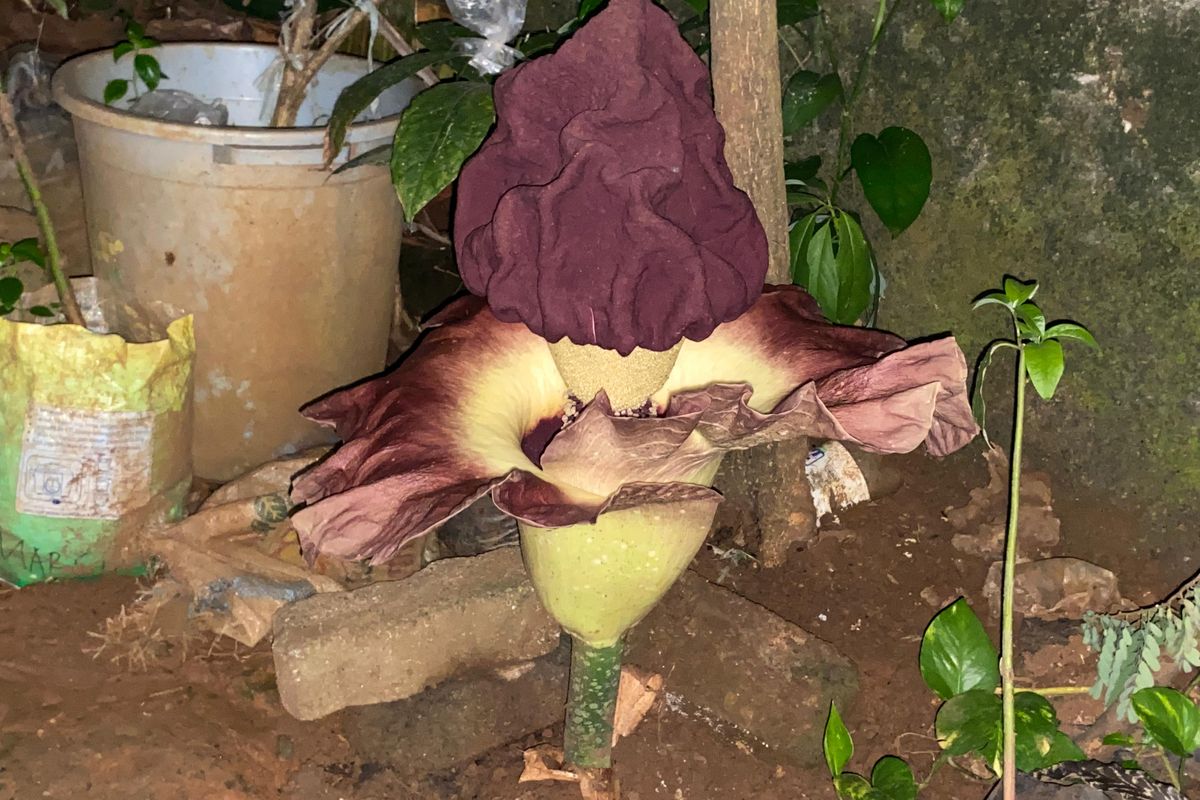 Mekarnya Bunga Bangkai Suweg di Rumah Asmat...