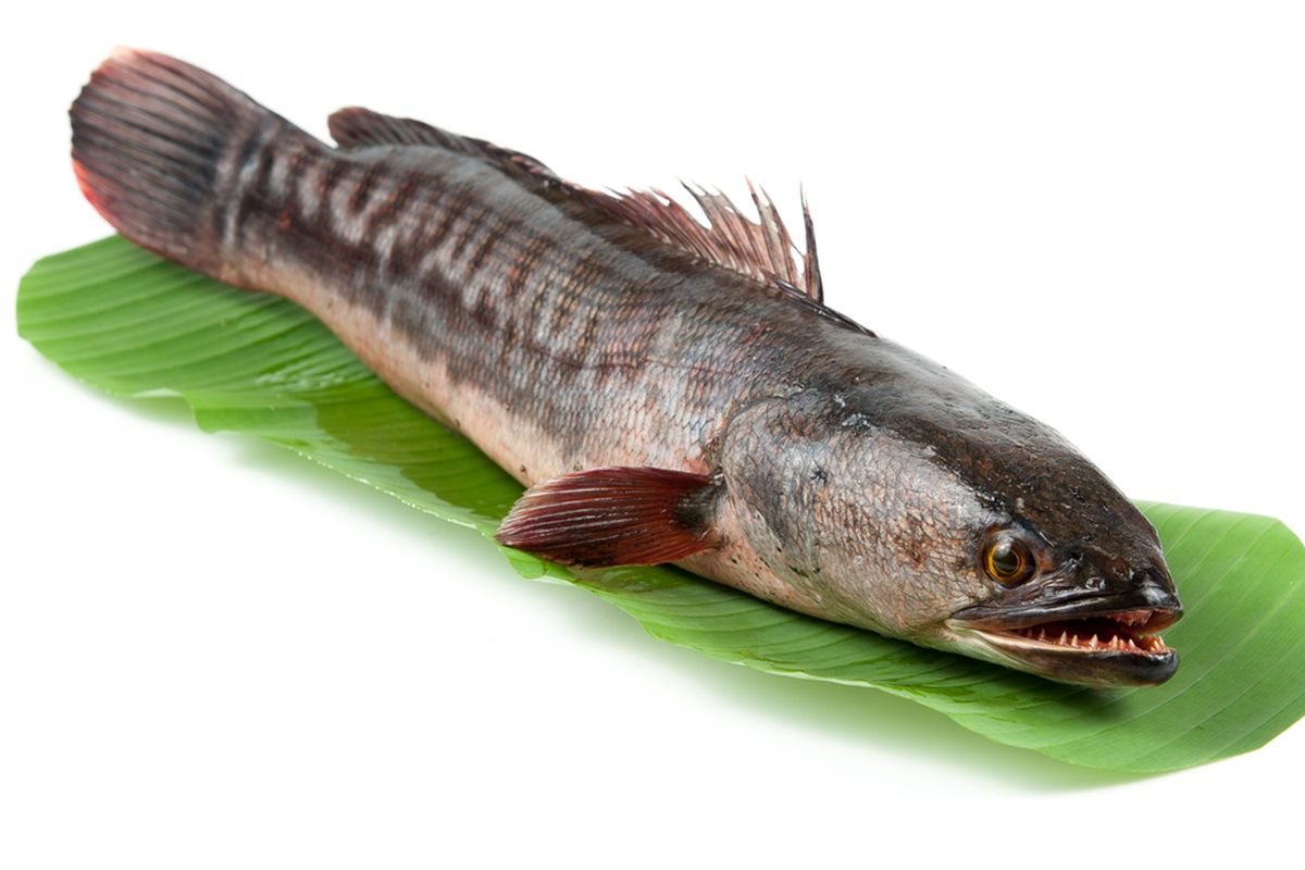 Benarkah Kandungan Protein di Ikan Gabus dan Sepat Lebih Tinggi dari ...