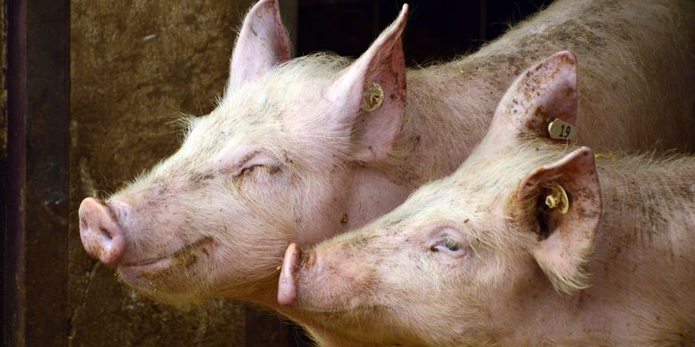 Kenali Berbagai Istilah Kandungan Babi dalam Produk Makanan