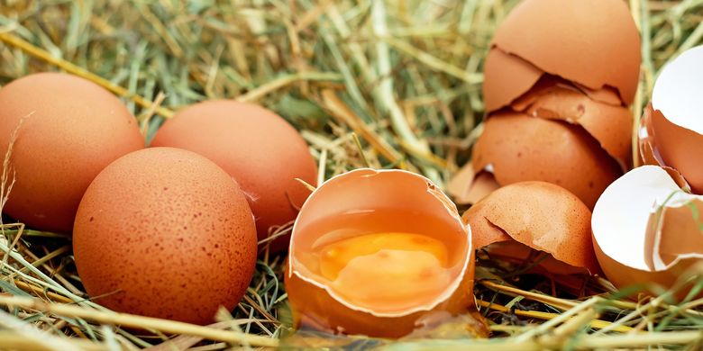 Telur Ovipar: Bagian dan Fungsi-fungsinya