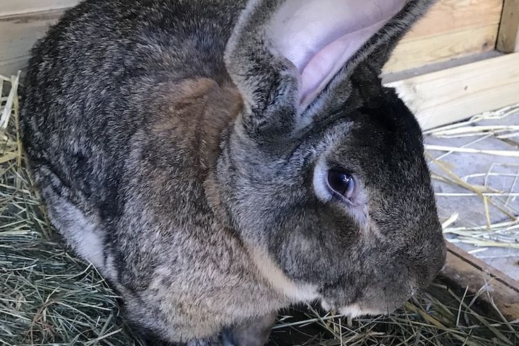 Kelinci Terbesar di Dunia Hilang, Imbalan Rp 20 Juta bagi yang Menemukan