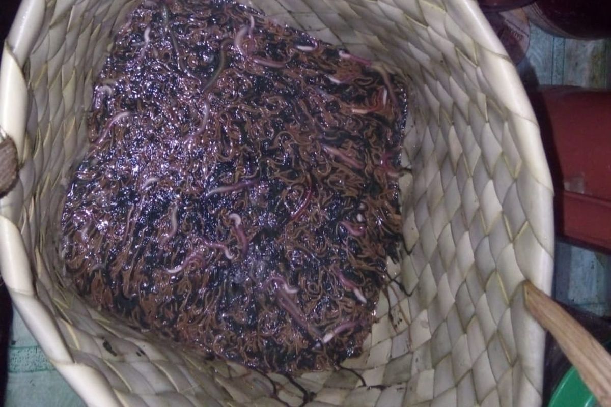 Mitos Asal Usul Tradisi Guti Nale di Mingar Lembata