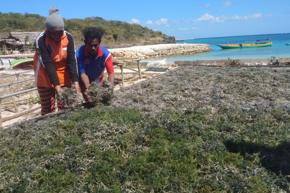 Petani Rumput Laut di NTT Merugi Ratusan Juta akibat Proyek Dermaga ...