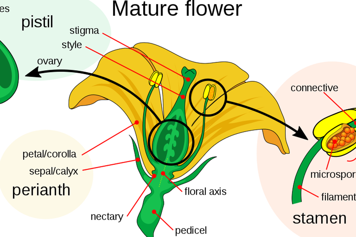 Bagian-Bagian Bunga dan Fungsinya