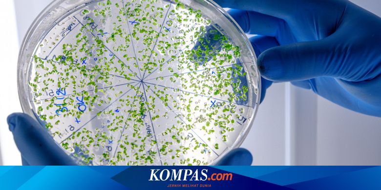 Perbedaan Bakteri Gram Positif dan Gram Negatif