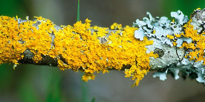 Thallophyta: Pengertian, Ciri-ciri, can Contohnya