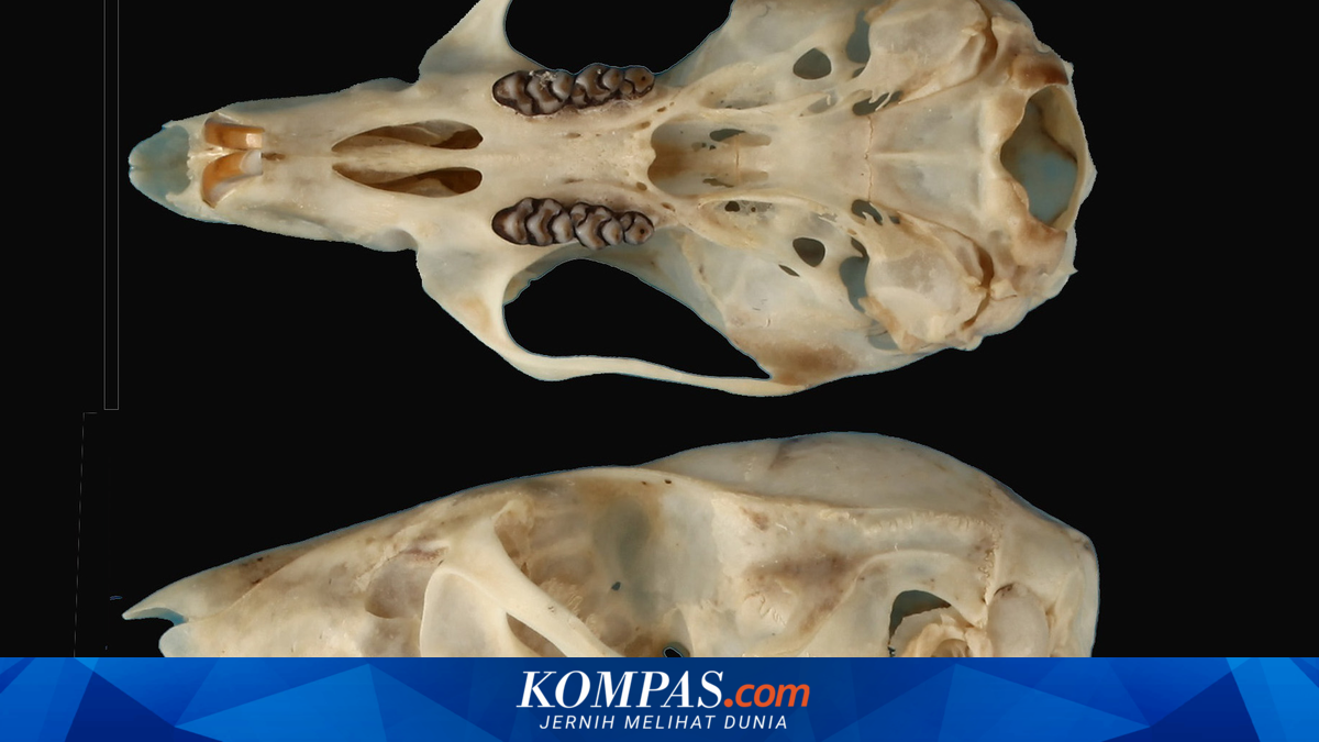 Crunomys tompotika: Spesies Baru Tikus Hutan dari Gunung Tompotika ...