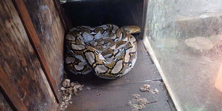 Berita Terkini Harian Ular Piton Sepanjang 5 Meter Terbaru Hari Ini ...