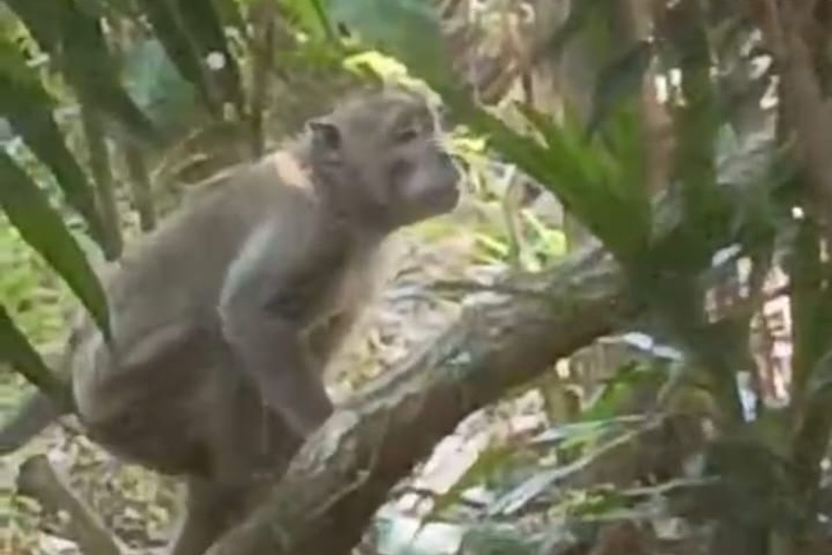 Monyet Liar Serang Bocah di Marunda Jakut, Asal Usulnya Masih Ditelusuri