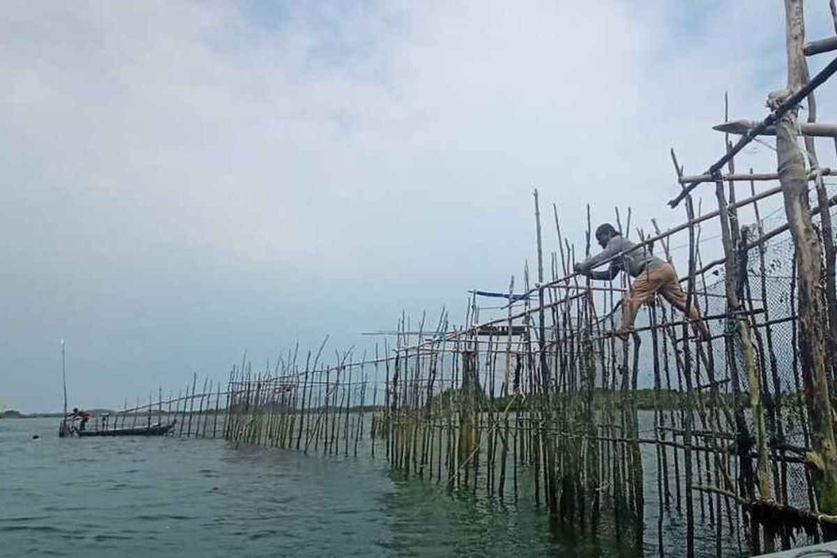 Tangkapan Nelayan Berkurang, Jamuan Khas Imlek Ikan Dingkis Sulit Ditemui