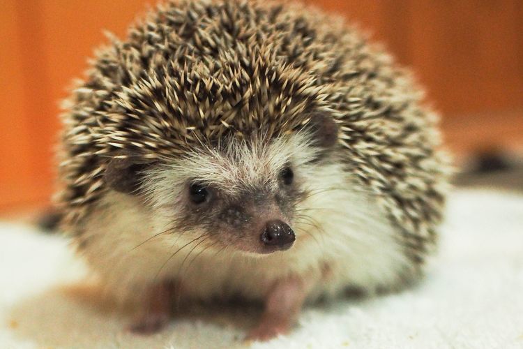 Jenis Makanan hingga Waktu Makan yang Tepat untuk Landak Mini