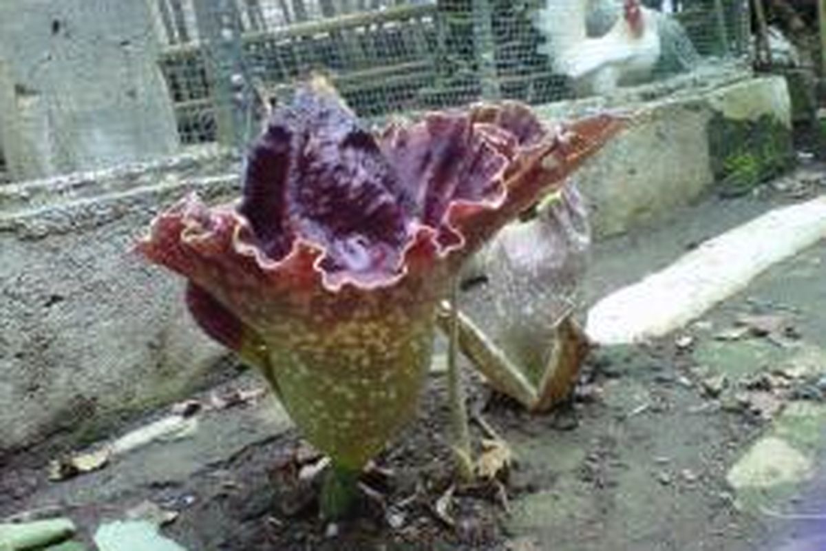 Di Magelang, Bunga Mirip Raflesia Tumbuh di Halaman Rumah
