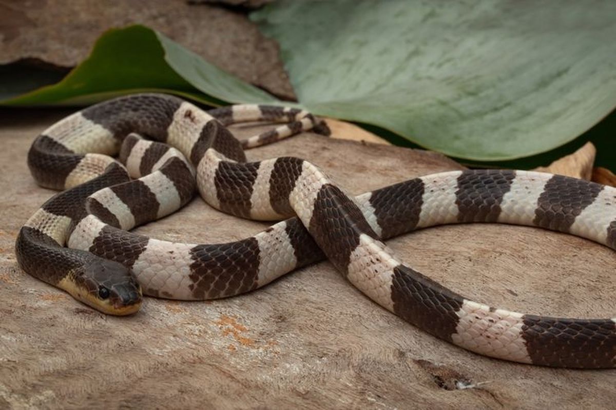 Dosen Brawijaya dan UGM Ungkap Fakta Ular Weling: Ciri, Habitat, dan ...