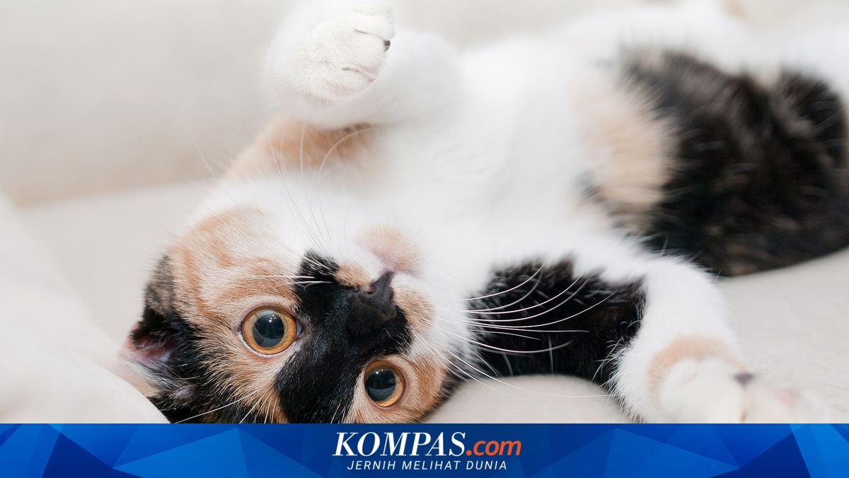 Memahami 5 Perilaku Kucing yang Mungkin Bikin Bingung