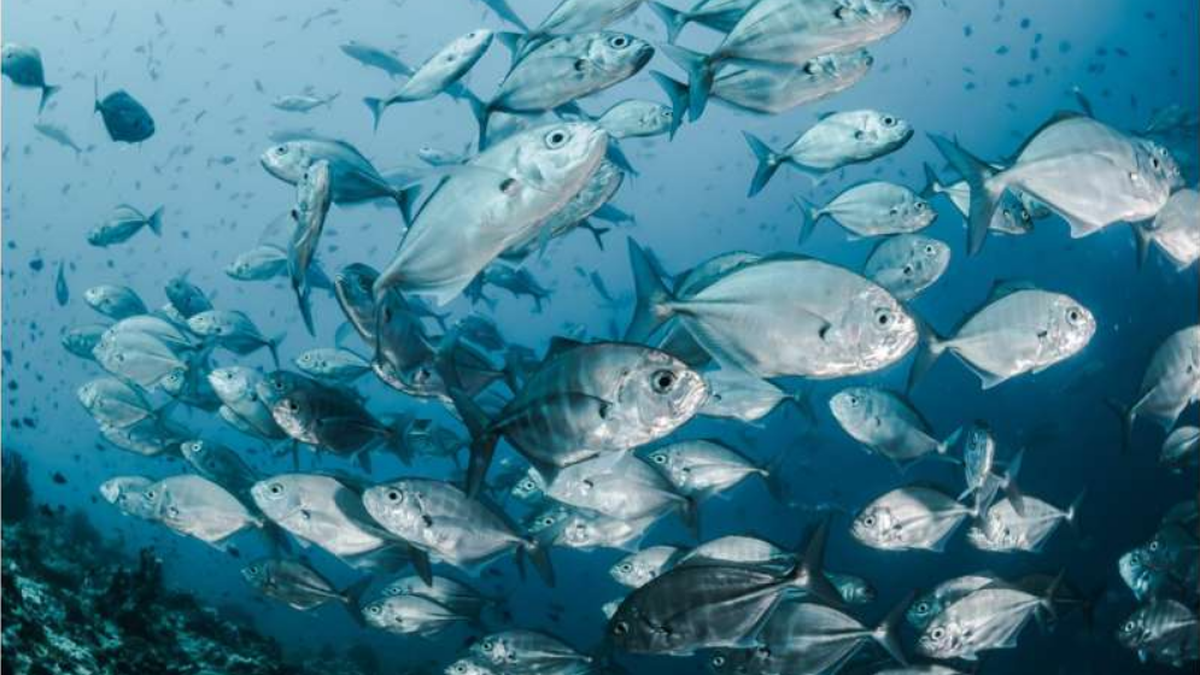 Laut yang Memanas Bisa Bikin Populasi Ikan Menghilang