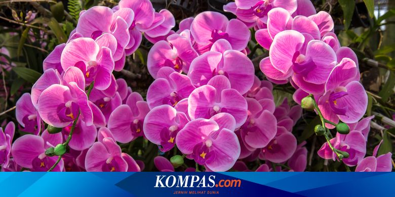 5 Penyebab Daun Anggrek Menguning dan Cara Mengatasinya