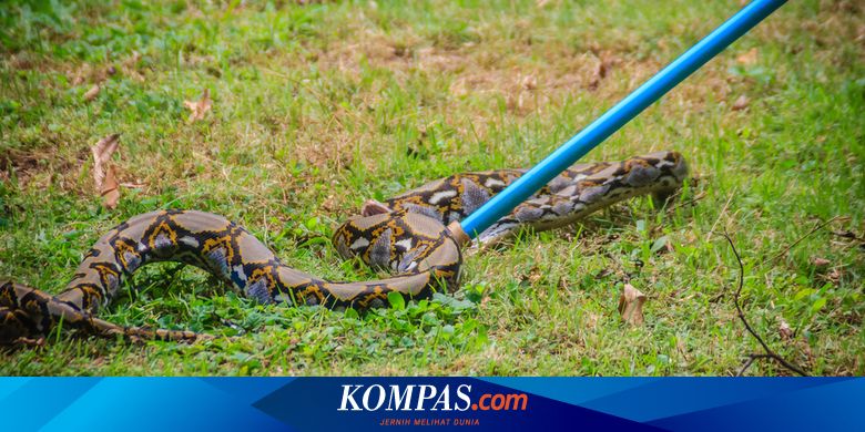 9 Alat untuk Bantu Mengusir Ular Keluar Rumah, Apa Saja?
