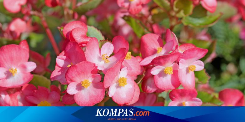 7 Tanaman Hias Berbunga Indoor yang Kuat dan Mudah Dipelihara