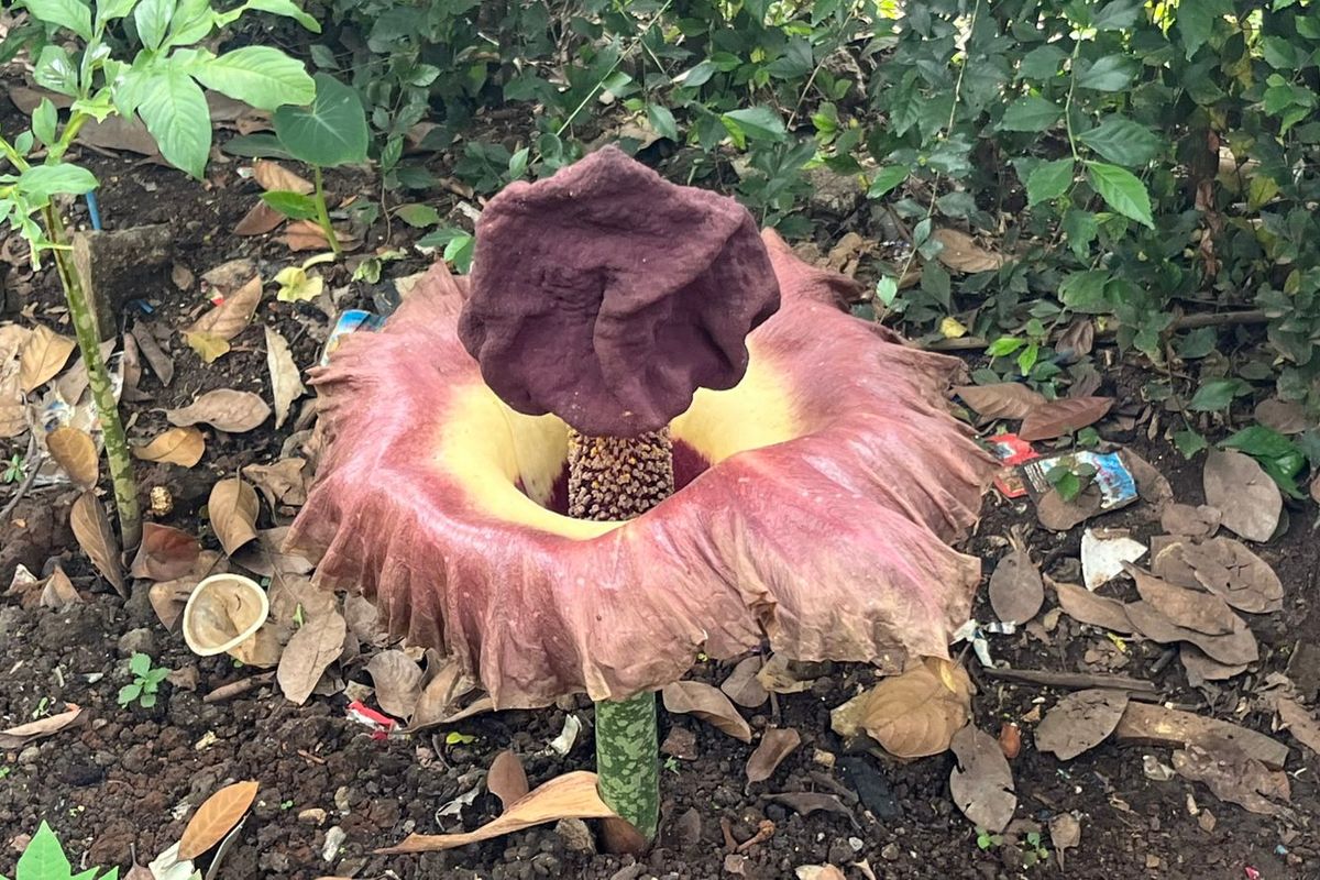 Warga Depok Kaget Bunga Bangkai Suweg Tumbuh di Pekarangan Rumahnya