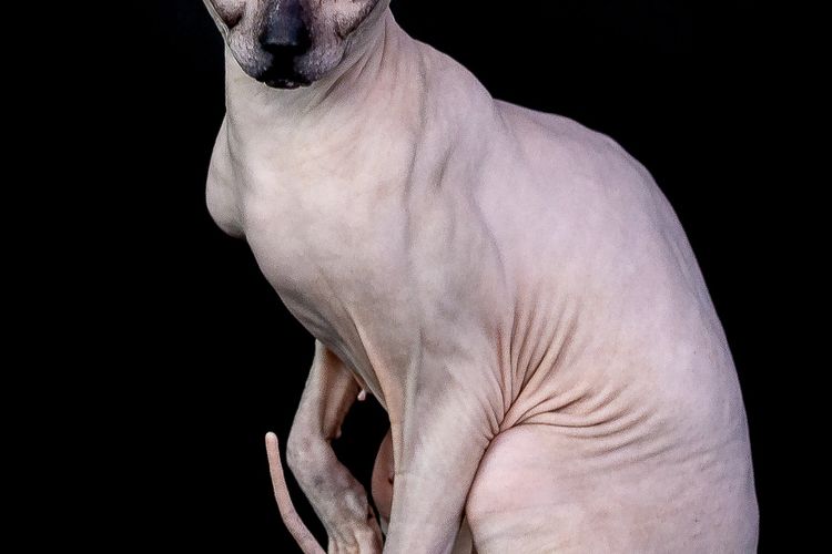 Bukan dari Mesir, Ketahui 10 Fakta Menarik Kucing Sphynx