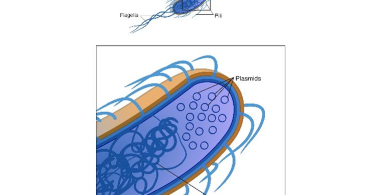 Plasmid dalam Rekayasa Genetika – Kompas.com – KOMPAS.com – Pokok Jos