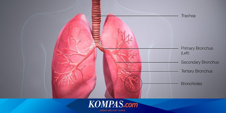 Characteristics of the Bronchus and Diseases Affecting the Bronchus ...