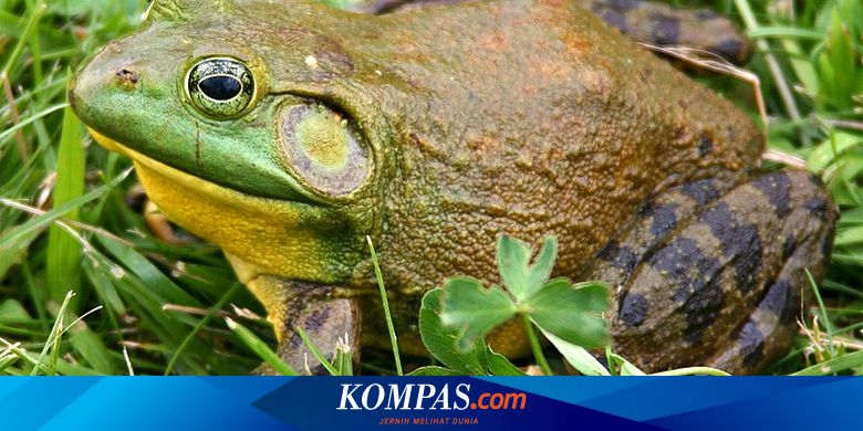 Bullfrog Amerika, Katak Besar Pemangsa Ular