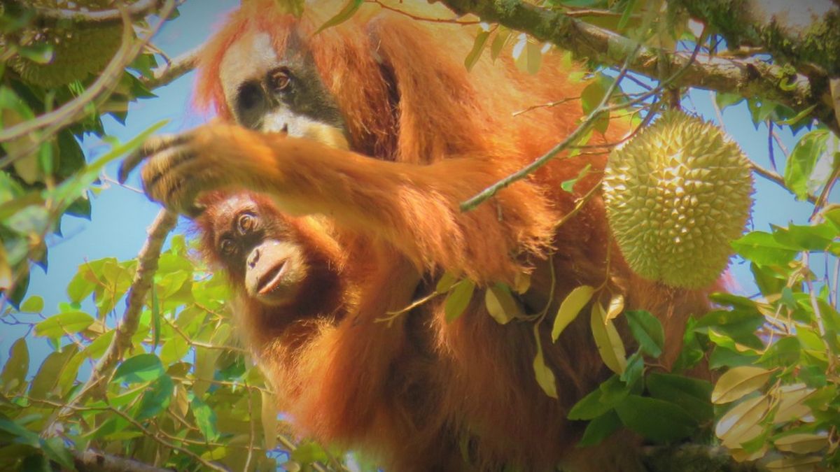 4 Jenis Primata yang Terancam Punah di Indonesia, Ada Orangutan