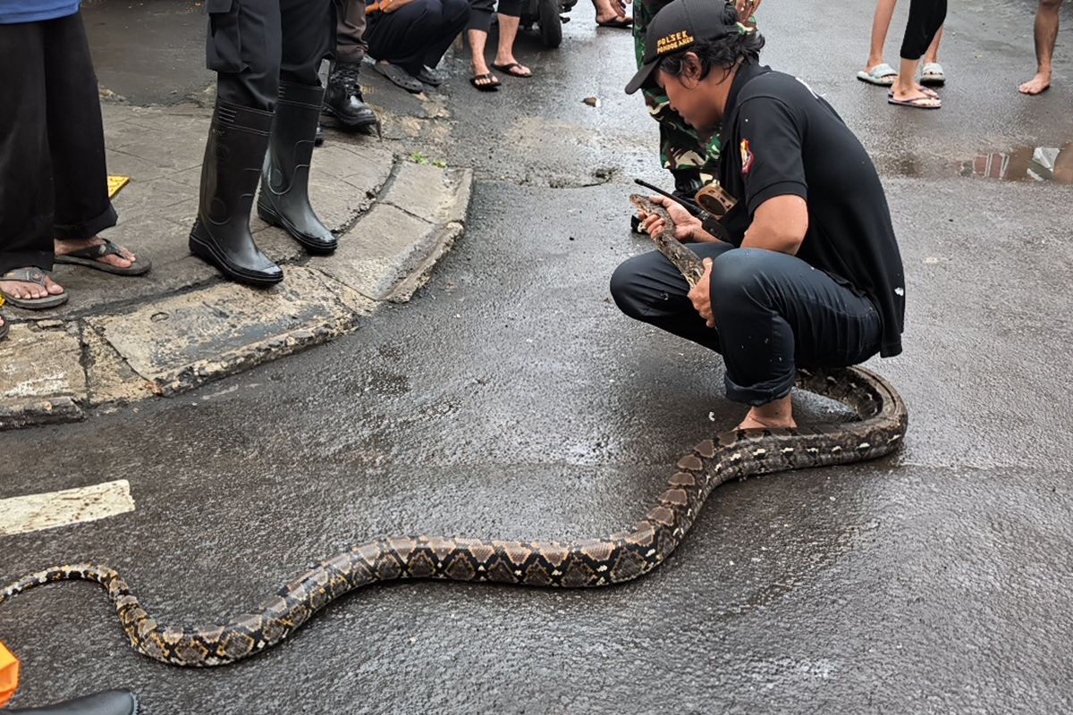 Ular Sanca Sepanjang 4 Meter Dievakuasi di Taman Mangu, Diduga Terbawa ...