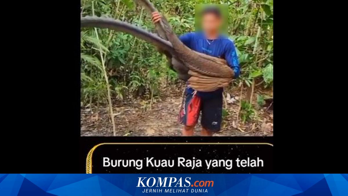 Burung Kuau Raja Diklaim Punah tapi Ditemukan Kembali di Aceh ...