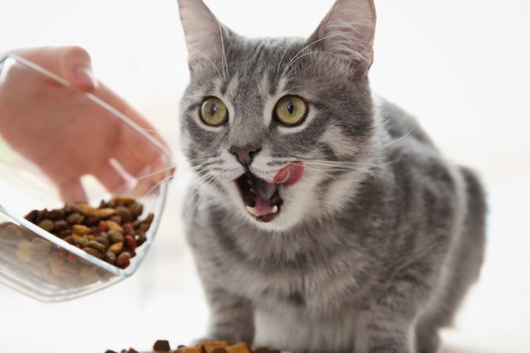 4 Penyakit yang Menyerang Saat Kucing Tidak Mau Makan, Jangan Abai