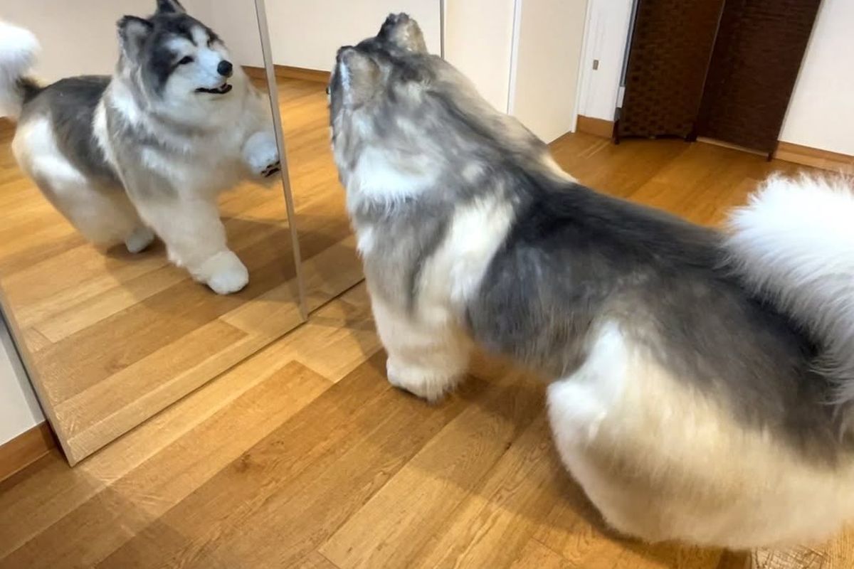 Kebun Binatang "Manusia Anjing" di Jepang Terancam Tutup